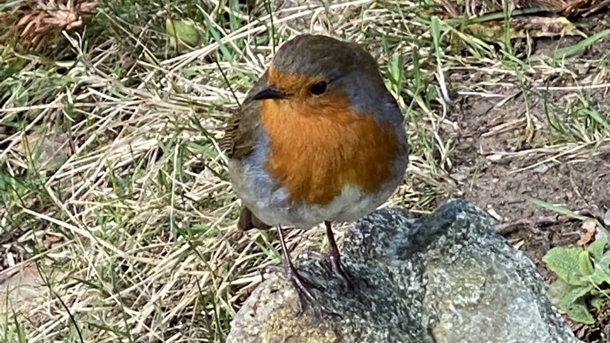 Robin in Irish and American legends - GATEWAY TO IRELAND